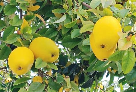 [조길익의 조경더하기] 자연의 햇살을 노랗게 머금은 천연방향제 모과나무