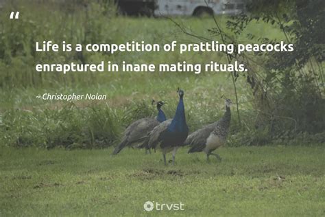30 Peacock Quotes To Inspire Beauty And Confidence