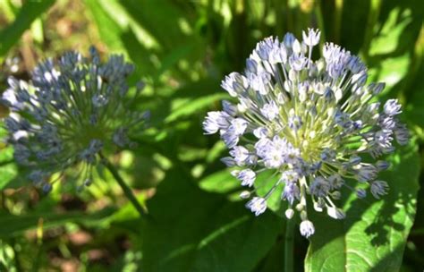 Allium Caesium Harvesting History