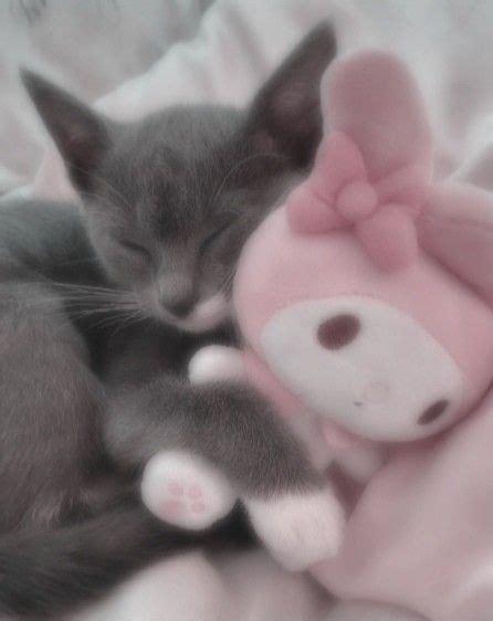 Lizalovesuu ♡ Cat Pfps Discord Pfps Icons ♡ Follow For More แมว
