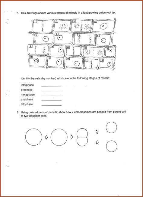 The Cell Cycle Coloring Worksheet Questions Answers Printable