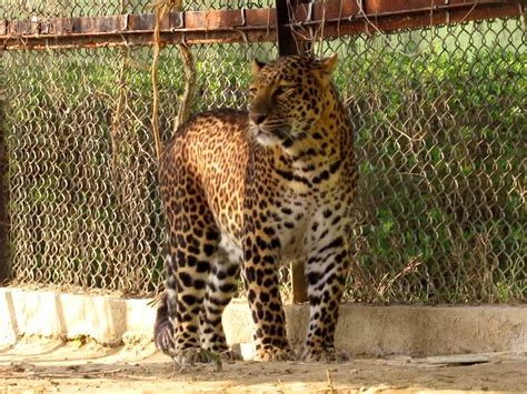 Team Leaves For Release In Chitrakoots Ranipur Tiger Reserve Has