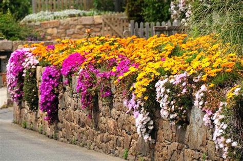 Plantes Vivaces Couvre Sol Sans Entretien 7 Espèces Qui Apporteront