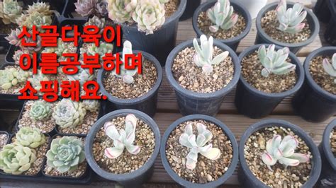 산골다육이 이름공부하며 쇼핑해요💕 다육이택배 신상다육이 창다육 철화 루비다나 앙팡금 산골다육이 에보니 원종방울