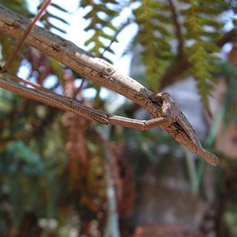 Long Twig Like Bug