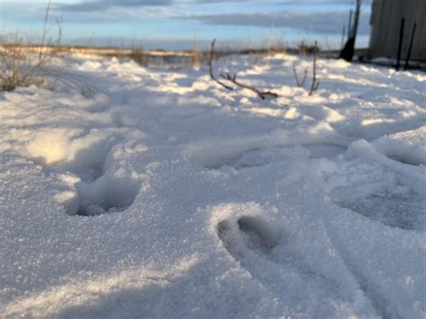 Winter Public Programming WanuskewinWanuskewin