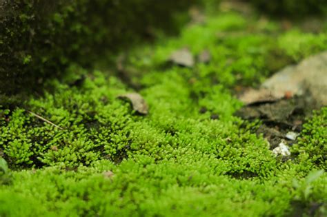 Integritas Hutan Taman Nasional Lumut Hijau Yang Indah Di Lantai Lumut Closeup Makro Latar