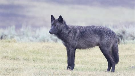 Why Are Some Wolves Black The Answer Will Surprise You