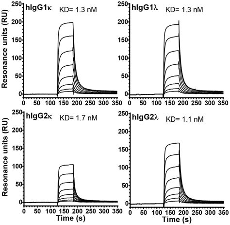 Determination Of The Fcrn Binding Properties Of Igg1 And Igg2 Light Download Scientific Diagram