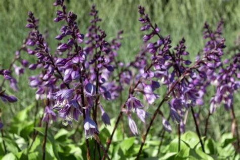 Funkie, Hosta | Hosta 'Gooseberry Sundae'