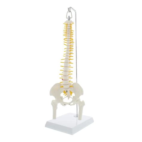 Buy Monmed Miniature Vertebral Column Model With Spinal Nerves Pelvis
