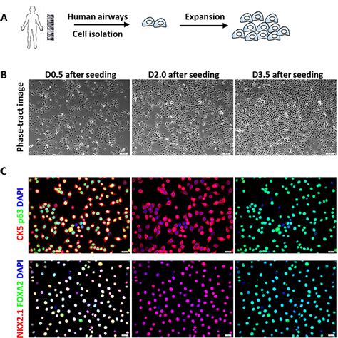 Expansion Of Airway Basal Cells And Generation Of Polarized Epithelium