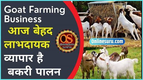 Goat Farming Business 2024 आज बेहद लाभदायक व्यापार है बकरी पालन Full