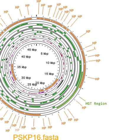 Circularized Genomic Ma Of Phage Pspk16 Genome Visualized Using The Download Scientific Diagram