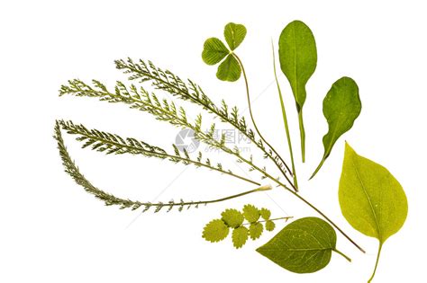 不同种类的叶子植物活力三叶草宏观植物群生长植物学环境绿色静脉高清图片下载 正版图片320948802 摄图网