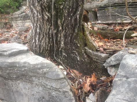 Plant Root Weathering