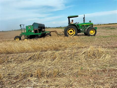 Cultivo De AjonjolÍ Una Alternativa Ante SequÍa Medios Obson
