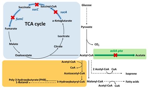 Acetyl Coa