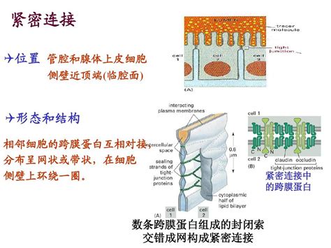 细胞连接、细胞粘附与细胞外基质 细胞生物学 课件1 08 Word文档在线阅读与下载 无忧文档