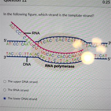 Solved In The Following Figure Which Strand Is The Chegg