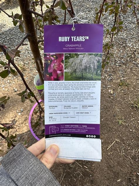 Ruby Tears Crabapple Tree Info Rgardening