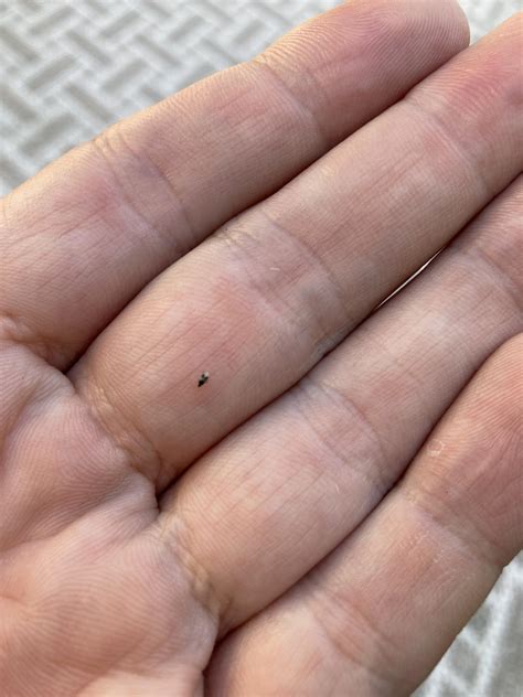 What Are These Tiny Bugs Biting Me