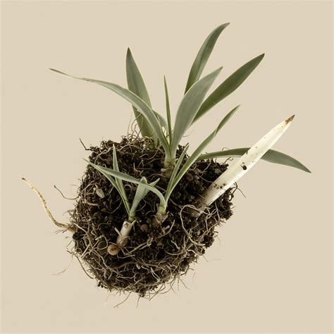 What Are The Ethical Considerations Surrounding The Genetic Modification Of Trees For Faster