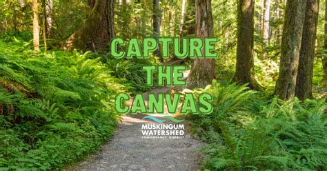 Can You Find And Capture The Canvas Newsymom