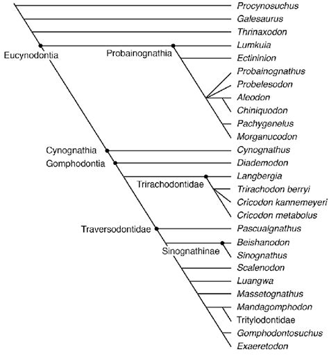 Results Of Cladistic Analysis The Strict Consensus Of Four Minimum Download Scientific Diagram