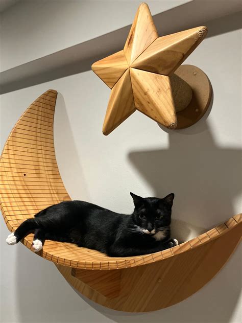 Catification Costs In Singapore Cat Trees Shelves And More For A Cat