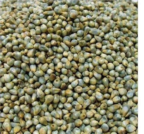 Natural Bajri Seeds For Agriculture Packaging Size 20kg Bag At ₹ 350