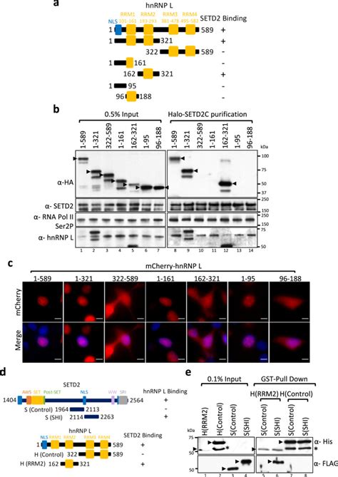 The Methyltransferase Setd2 Couples Transcription And Splicing By Engaging Mrna Processing