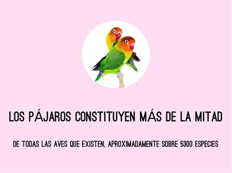 pájaros animales asombrosos by Tifanny Robayo