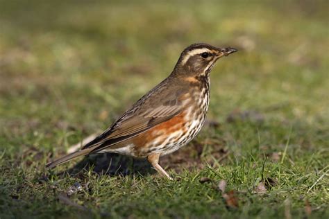 All About The Redwing GardenBird