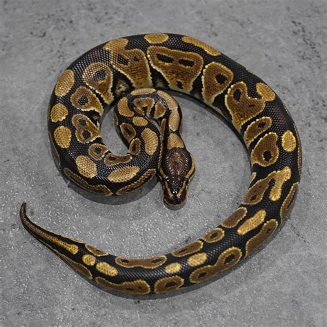 Ball Pythons As Living Art ｜ Side B Collection 千葉のボールパイソン専門店