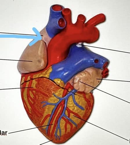 A P II Cardiovascular System Lab Flashcards Quizlet
