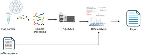 Antibody Protein Characterization Services With Mass Spectrometry