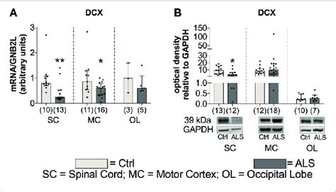Tissue Concentration Of Neurogenesis Marker Is Reduced In Amyotrophic