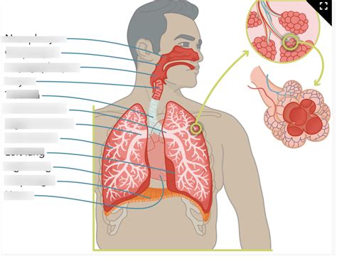 Teas Respiratory System 1 Diagram Quizlet