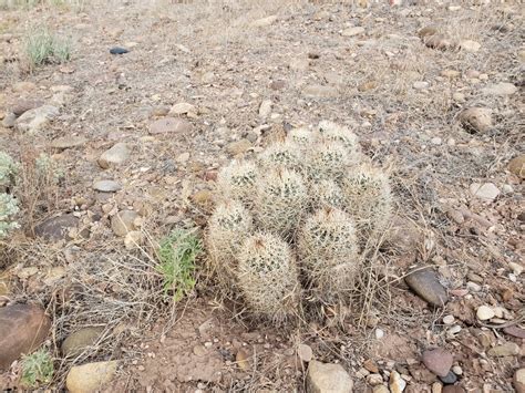 Uinta Basin Hookless Cactus In June 2021 By Nicole Stepan Near Wetland