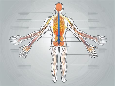 What Is The Largest Nerve Of The Sacral Plexus Sacral Nerve Stimulation What Is The Largest Nerve Of The Sacral Plexus Sacral Nerve Stimulation