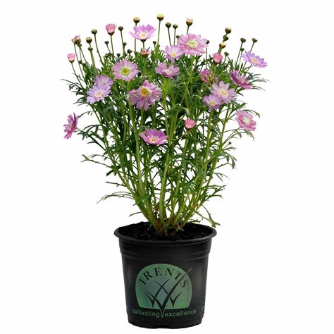 Federation Daisy Sugar Candy Spring Summer Perennials