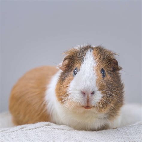 Guinea Pig Store Coupons At Willie Mixon Blog