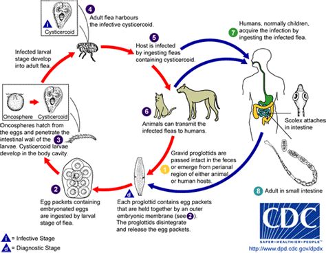 What Worms Come From Fleas