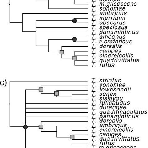 Simplified Nuclear Gene Tree Estimates All Species Collapsed To A