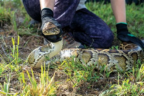 Leather Company Sponsors 2023 Florida Python Challenge Specialty