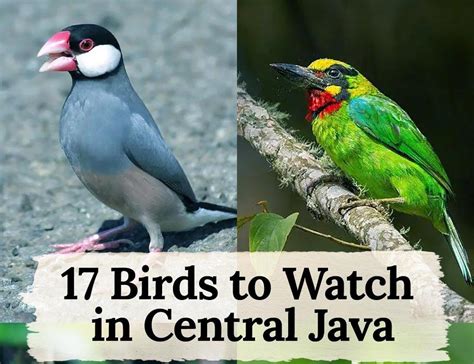 The Top 17 Birds To Watch In Central Java Where When And How To Find
