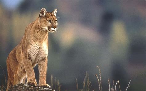 100 Fondos De Puma