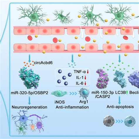 Preparation Strategies For Engineered Exosomes Cell Engineering And