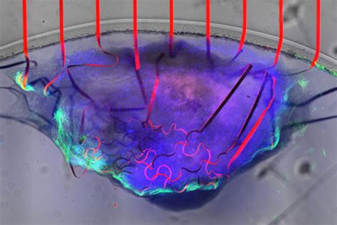 Researchers Create Graphene Integrated Bioelectronic Mesh For Tracking Multimodal Excitation